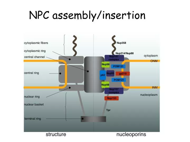 PPT - NPC assembly/insertion PowerPoint Presentation, free download ...