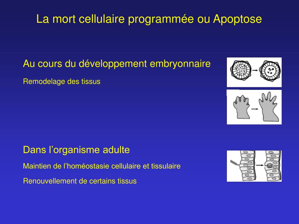 PPT - Contrôle de la mort cellulaire par la voie des MAPK1/3 PowerPoint ...