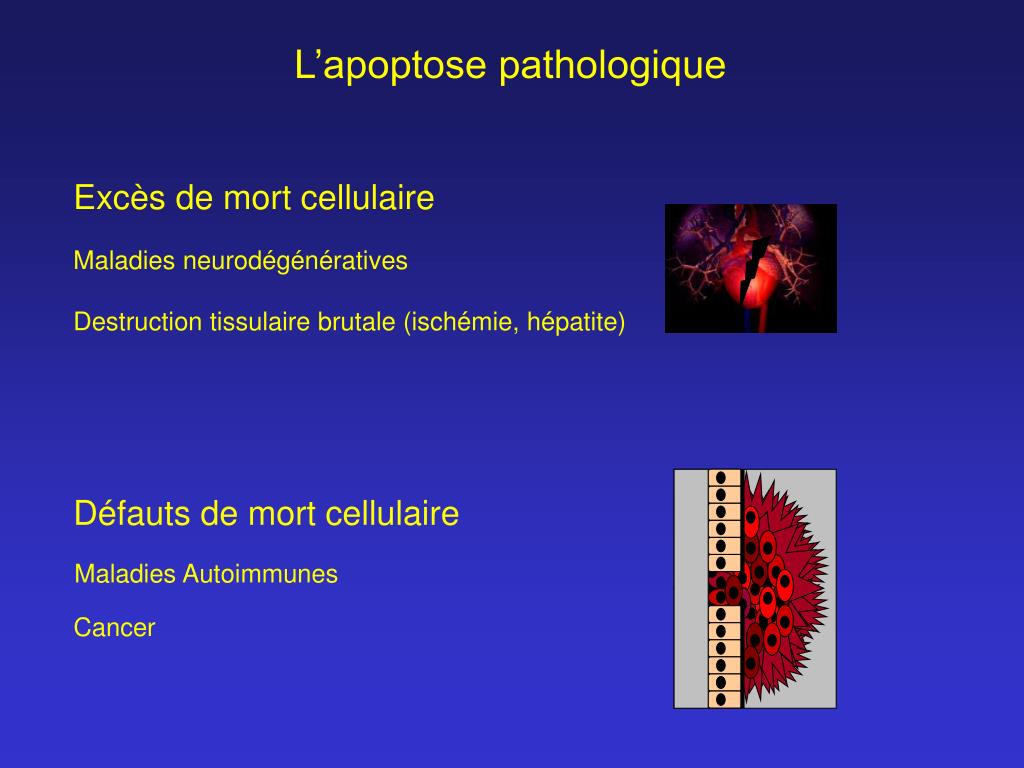 PPT - Contrôle de la mort cellulaire par la voie des MAPK1/3 PowerPoint ...