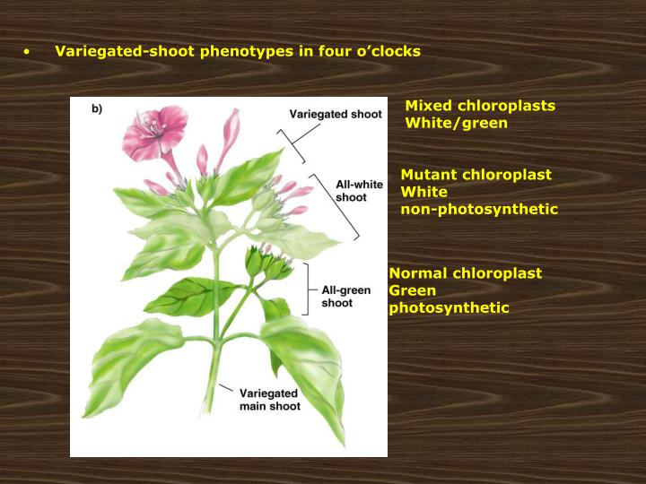 PPT - EXTRACHROMOSOMAL INHERITANCE PowerPoint Presentation - ID:6394936