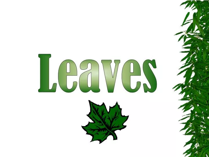 PPT - Leaves PowerPoint Presentation, free download - ID:6395115