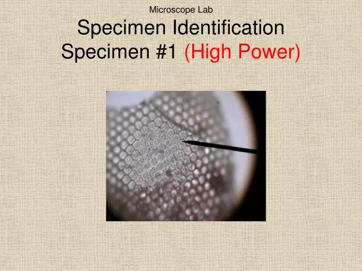 PPT - Microscope Lab Specimen Identification Specimen #1 (High Power ...