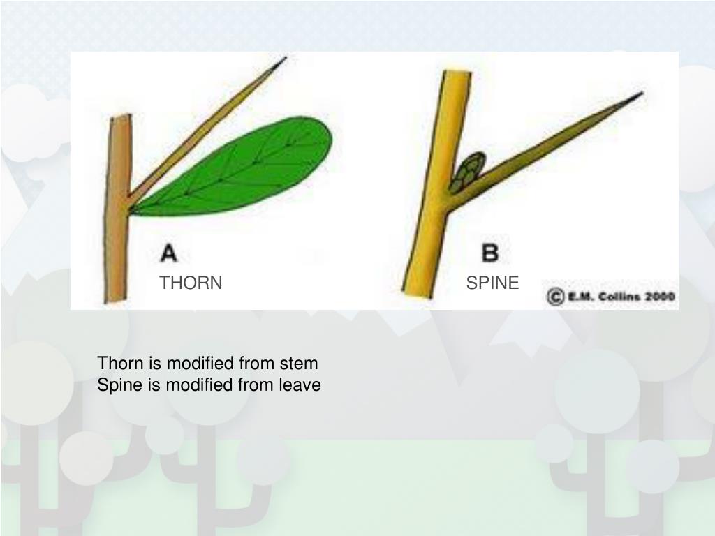 PPT - Plant Defenses Vasakorn Bullangpoti, Ph.D. Email: fscivkb@ku.ac ...
