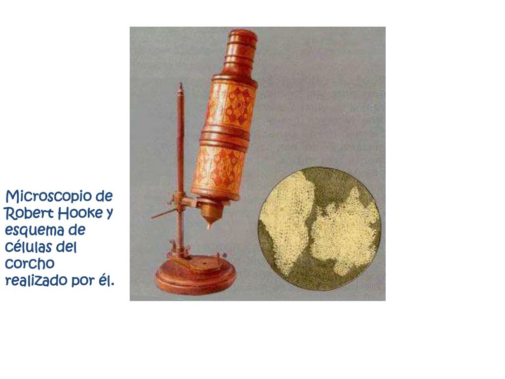 PPT - La unidad básica de la vida : la célula PowerPoint Presentation ...
