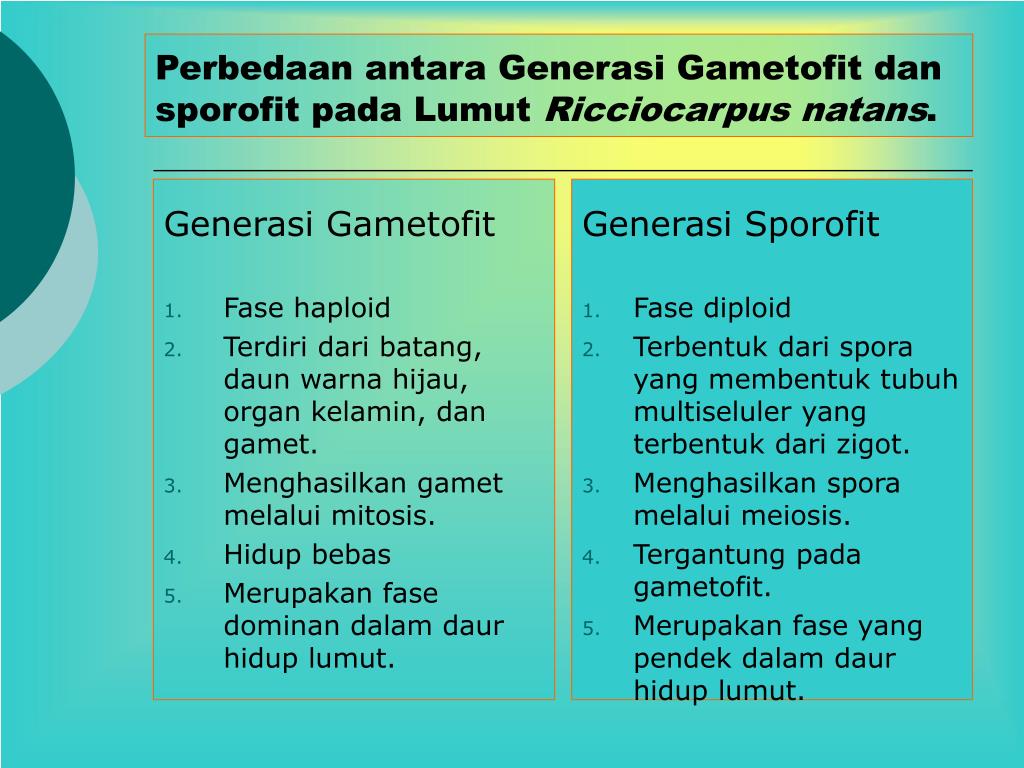 Noministnow Buatlah Tabel Perbedaan Tumbuhan Lumut Dan Tumbuhan Paku ... Noministnow Buatlah Tabel Perbedaan Tumbuhan Lumut Dan Tumbuhan Paku ...
