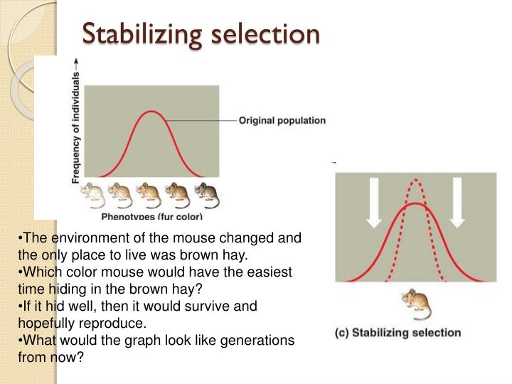 PPT - Darwin’s Theory of Evolution PowerPoint Presentation - ID:6399009