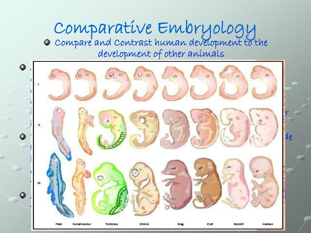 PPT Human Development PowerPoint Presentation Free Download ID 6399778 PPT Human Development PowerPoint Presentation Free Download ID 6399778