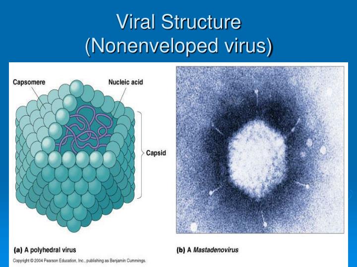 PPT - Viruses, Viroids, and Prions PowerPoint Presentation - ID:6399930