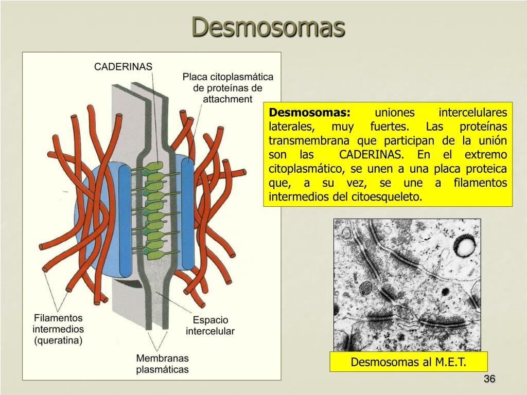 PPT - Unidad 5 PowerPoint Presentation, free download - ID:6400203