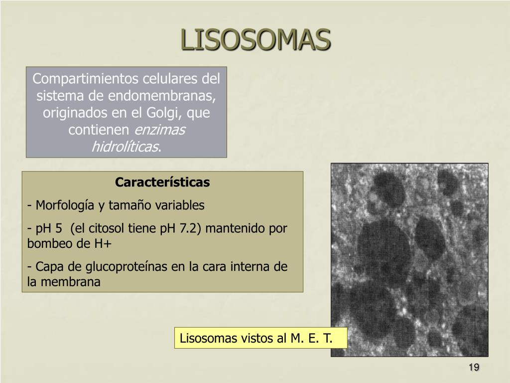 PPT - Unidad 5 PowerPoint Presentation, free download - ID:6400203