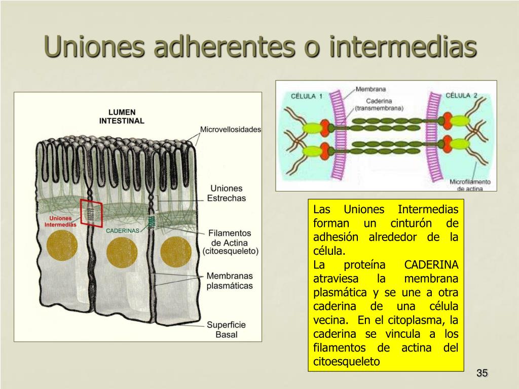 PPT - Unidad 5 PowerPoint Presentation, free download - ID:6400203