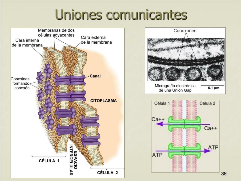 PPT - Unidad 5 PowerPoint Presentation, free download - ID:6400203