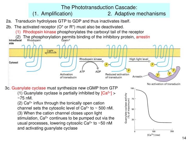 PPT - BBE/CNS 150 Lecture 13 Wednesday, October 29, 2014 Vision 1 ...