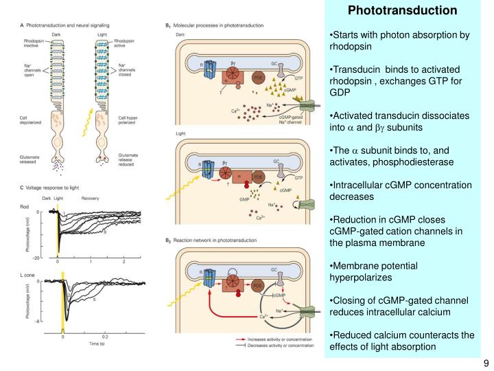 PPT - BBE/CNS 150 Lecture 13 Wednesday, October 29, 2014 Vision 1 ...