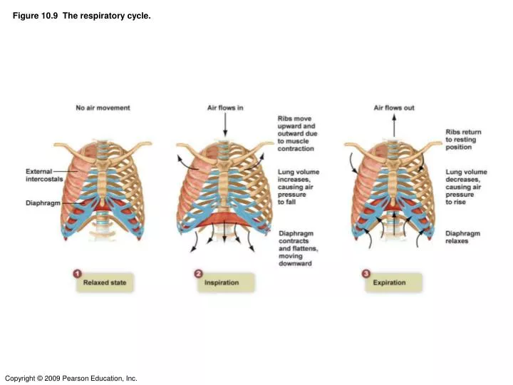 PPT - Figure 10.9 The respiratory cycle. PowerPoint Presentation, free ...