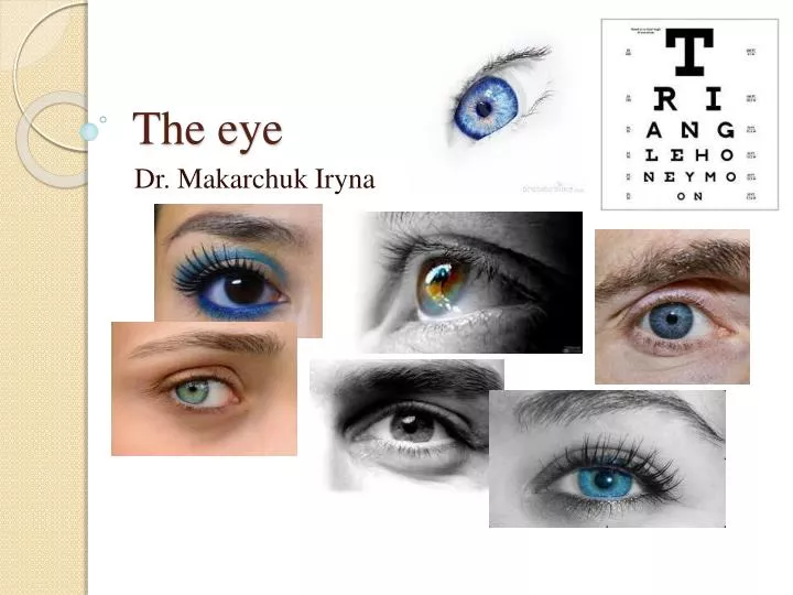 PPT - The eye PowerPoint Presentation, free download - ID:6401319