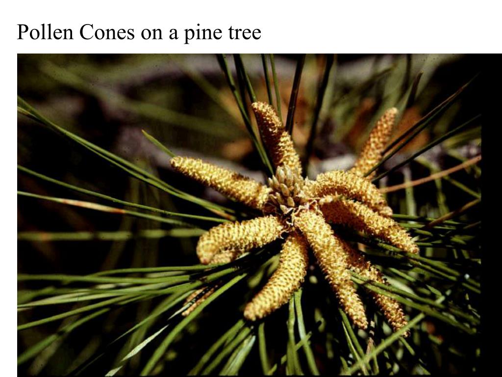PPT - POLLEN, SEEDS, AND PLANT REPRODUCTION PowerPoint Presentation ...
