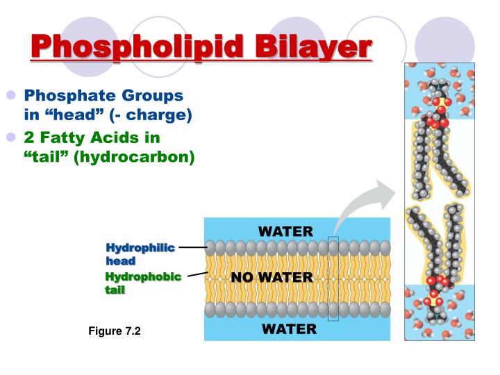 PPT - Chapter 7 PowerPoint Presentation - ID:6402527