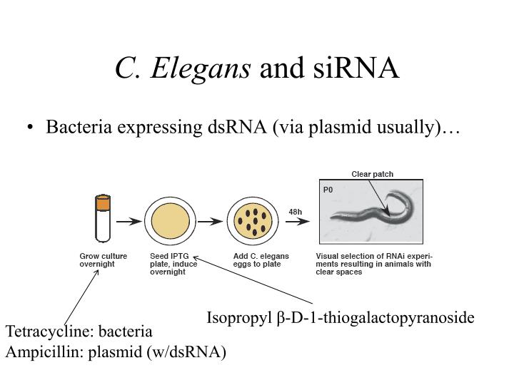 PPT - RNAi PowerPoint Presentation - ID:6405137