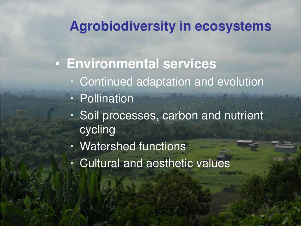 PPT - Agrobiodiversity in food systems, ecosystems and education ...