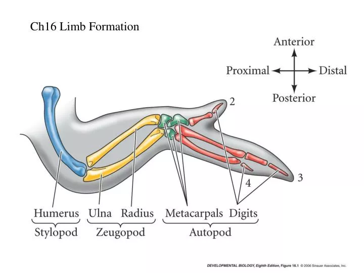 PPT - Ch16 Limb Formation PowerPoint Presentation, free download - ID ...