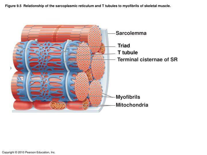 PPT - Figure 6.4b Muscle cells. PowerPoint Presentation - ID:6407276