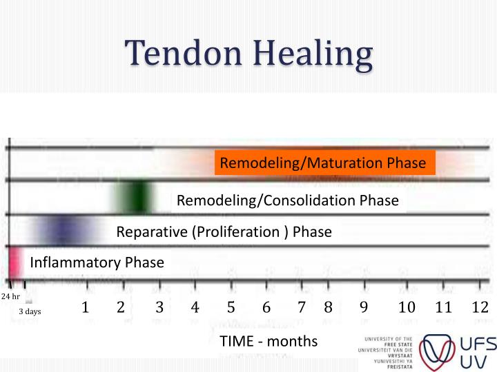 PPT - Achilles Tendon Injuries PowerPoint Presentation - ID:6408022