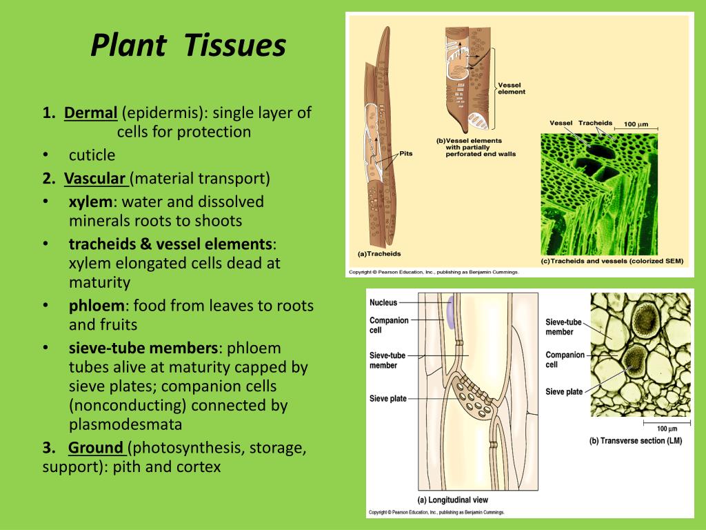 PPT Plant Structure And Function PowerPoint Presentation Free