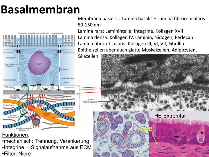 PPT - Zellkontakte Basalmembran PowerPoint Presentation - ID:6408926
