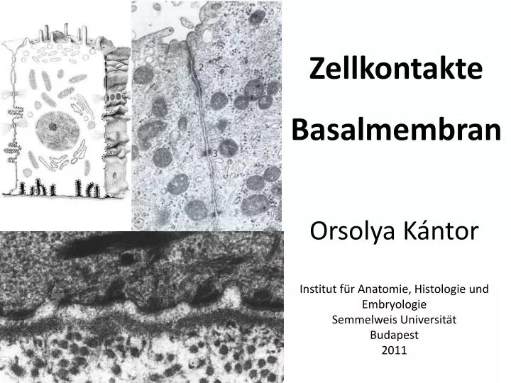 PPT - Zellkontakte Basalmembran PowerPoint Presentation, free download ...