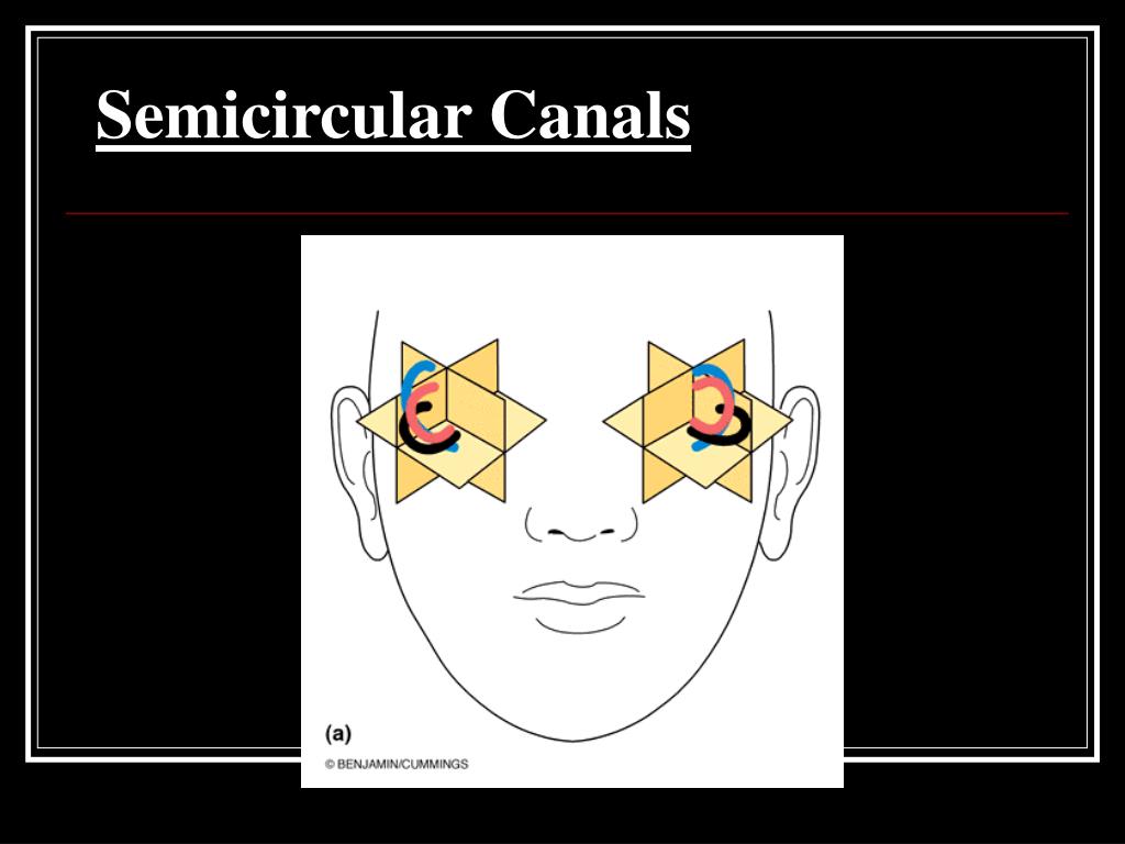PPT - Human Anatomy PowerPoint Presentation, free download - ID:6409039