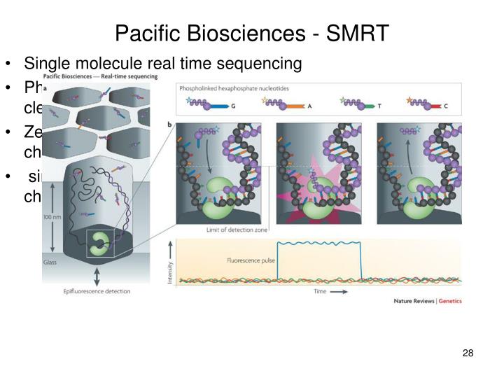 PPT - RECOMBINANT DNA TECHNIQUES and PROTEIN ENGINEERING PowerPoint ...