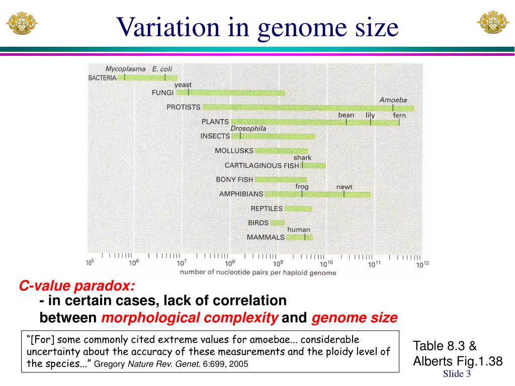 Ppt Genome Evolution Powerpoint Presentation Free Download Id 6409627