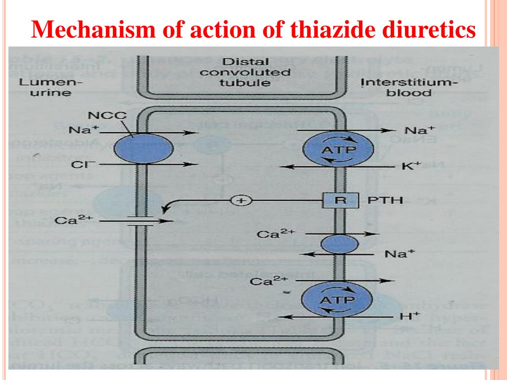 Mechanism Of Action Of Thiazide Diuretics Examples Im - vrogue.co Mechanism Of Action Of Thiazide Diuretics Examples Im - vrogue.co