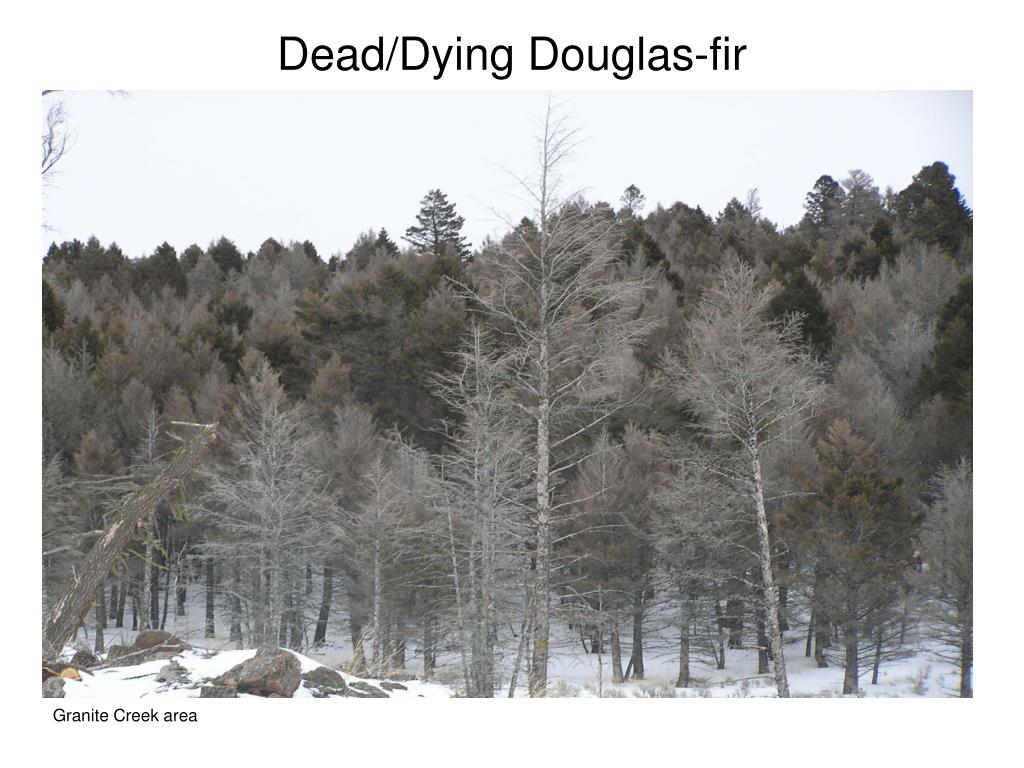 PPT - Dead/Dying Douglas-fir PowerPoint Presentation, free download ...