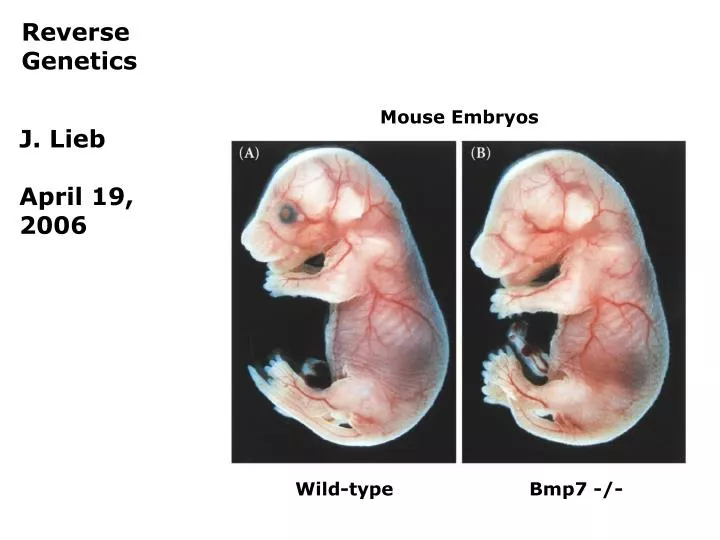 PPT - Reverse Genetics PowerPoint Presentation, free download - ID:6410050