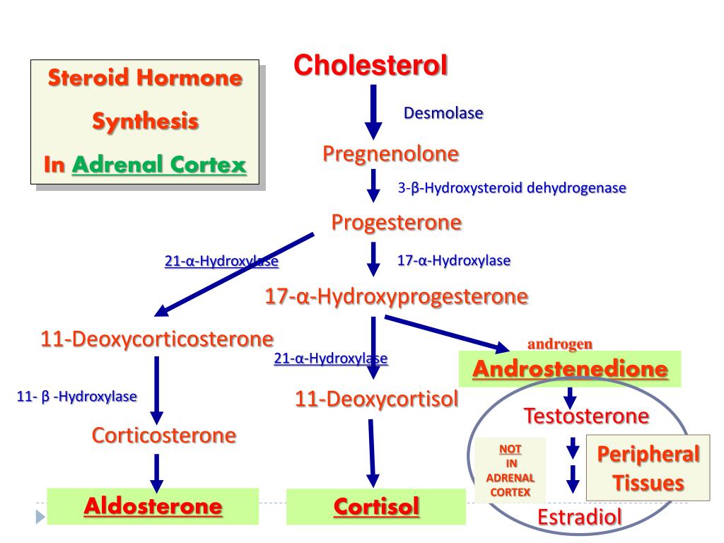 Ppt Steroid Hormones Powerpoint Presentation Free Download Id 6410063