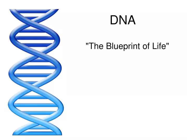 PPT - DNA PowerPoint Presentation, free download - ID:6410228