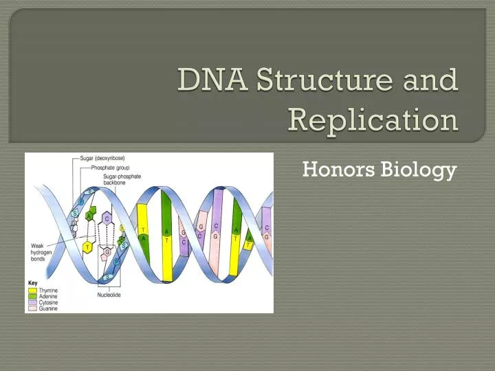 PPT - DNA Structure and Replication PowerPoint Presentation, free ...