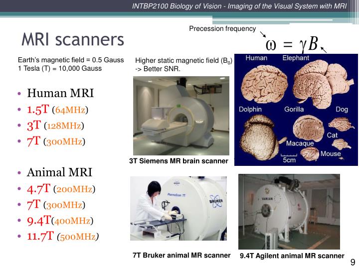 PPT - INTBP2100 Biology of Vision - Imaging of the Visual System with ...