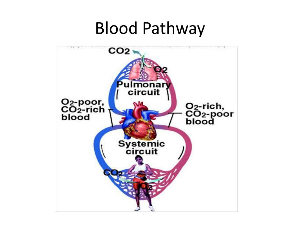 PPT - Heart and Blood Vessels PowerPoint Presentation, free download ...