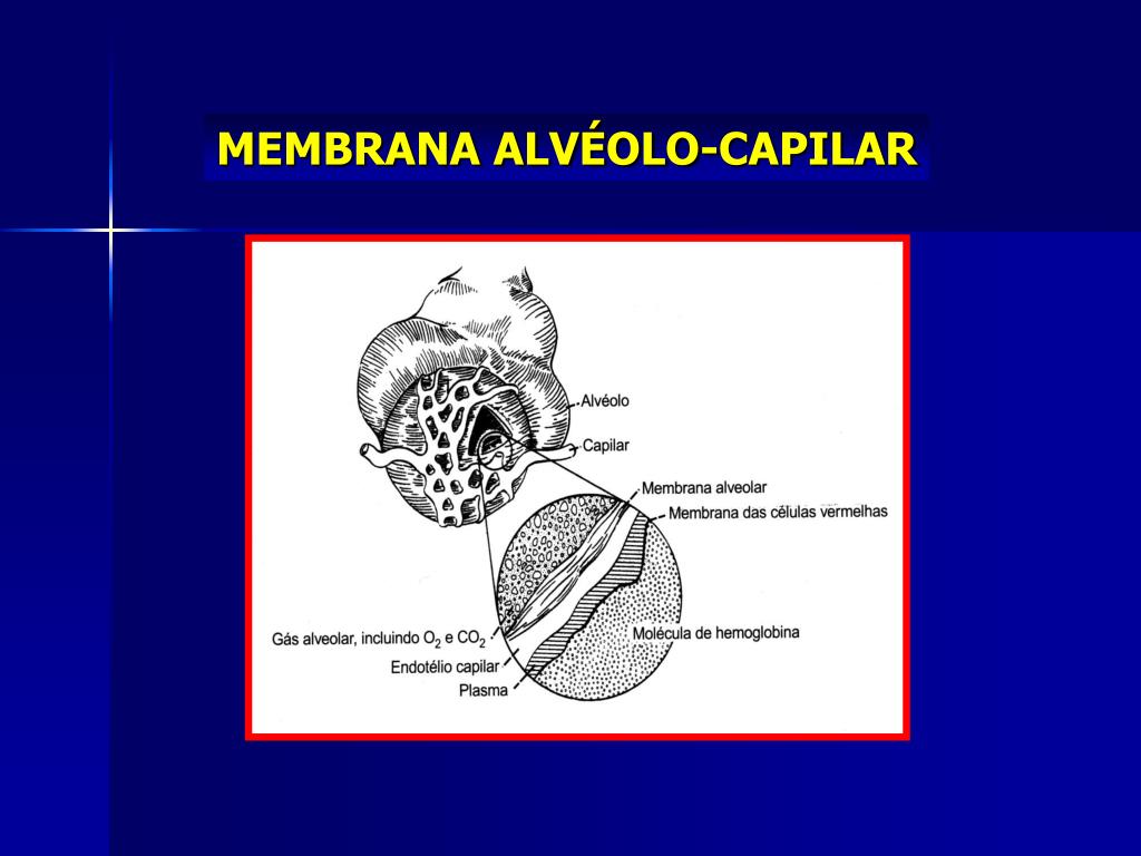 PPT - FISIOLOGIA RESPIRATÓRIA REVISÃO PowerPoint Presentation, free ...