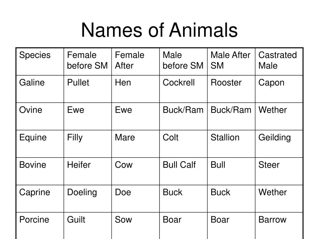 PPT - Animal Nomenclature PowerPoint Presentation, free download - ID ...