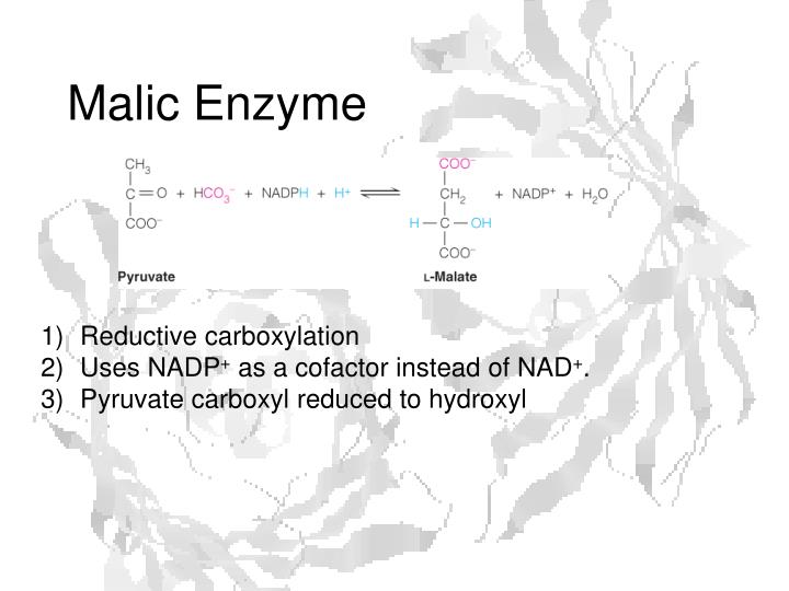 PPT - Anaplerotic Reactions PowerPoint Presentation - ID:6413028