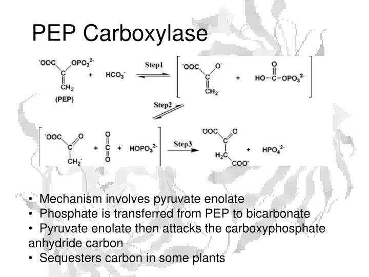 PPT - Anaplerotic Reactions PowerPoint Presentation - ID:6413028