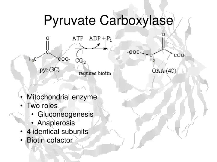PPT - Anaplerotic Reactions PowerPoint Presentation - ID:6413028