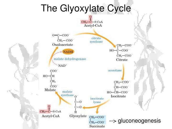 PPT - Anaplerotic Reactions PowerPoint Presentation - ID:6413028