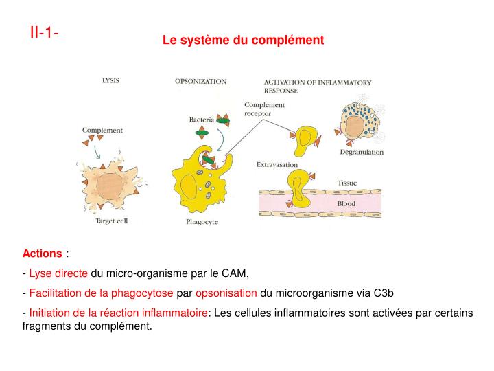 PPT - II- Le système immunitaire en action 1- Immunité innée / Immunité ...