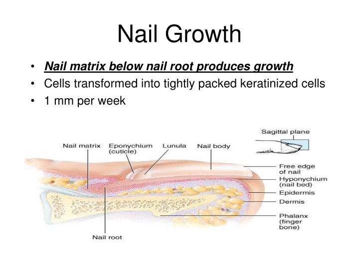 PPT - Week 6 Lecture 1 Chapter 5 The Integumentary System PowerPoint ...