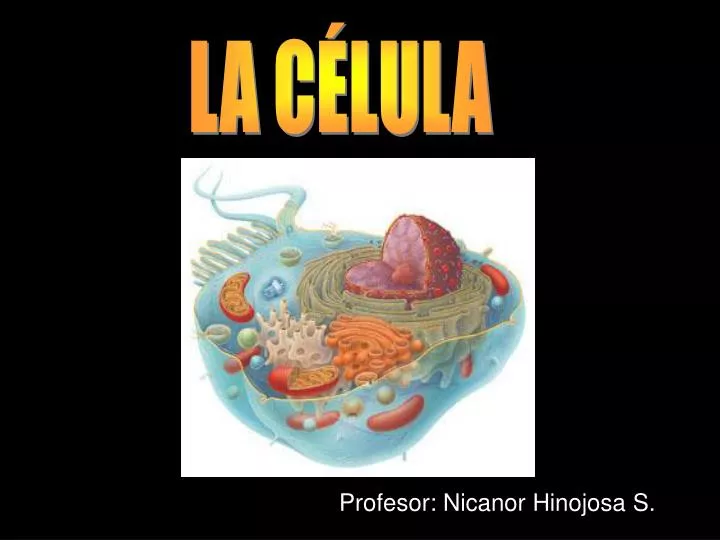 PPT - LA CÉLULA PowerPoint Presentation, free download - ID:6414047